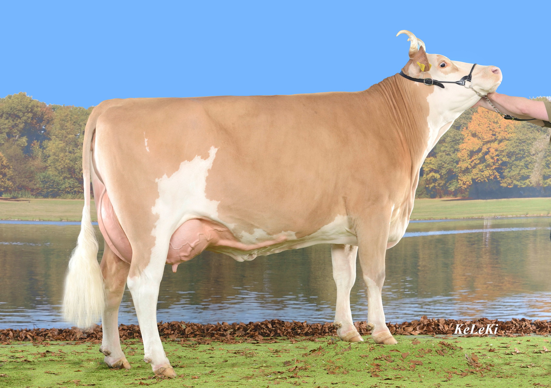 Exposition de la race pure Simmental 2015 - Schweizerische Vereinigung ...