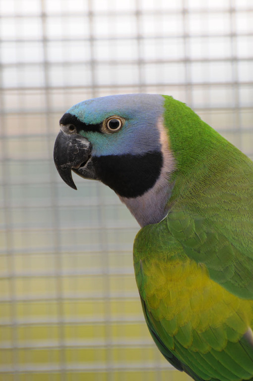 Meine Chinasittiche - sittiche-hanss jimdo page!