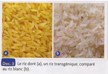 La transgenèse ou la fabrication des OGM - Site de svt-cellule