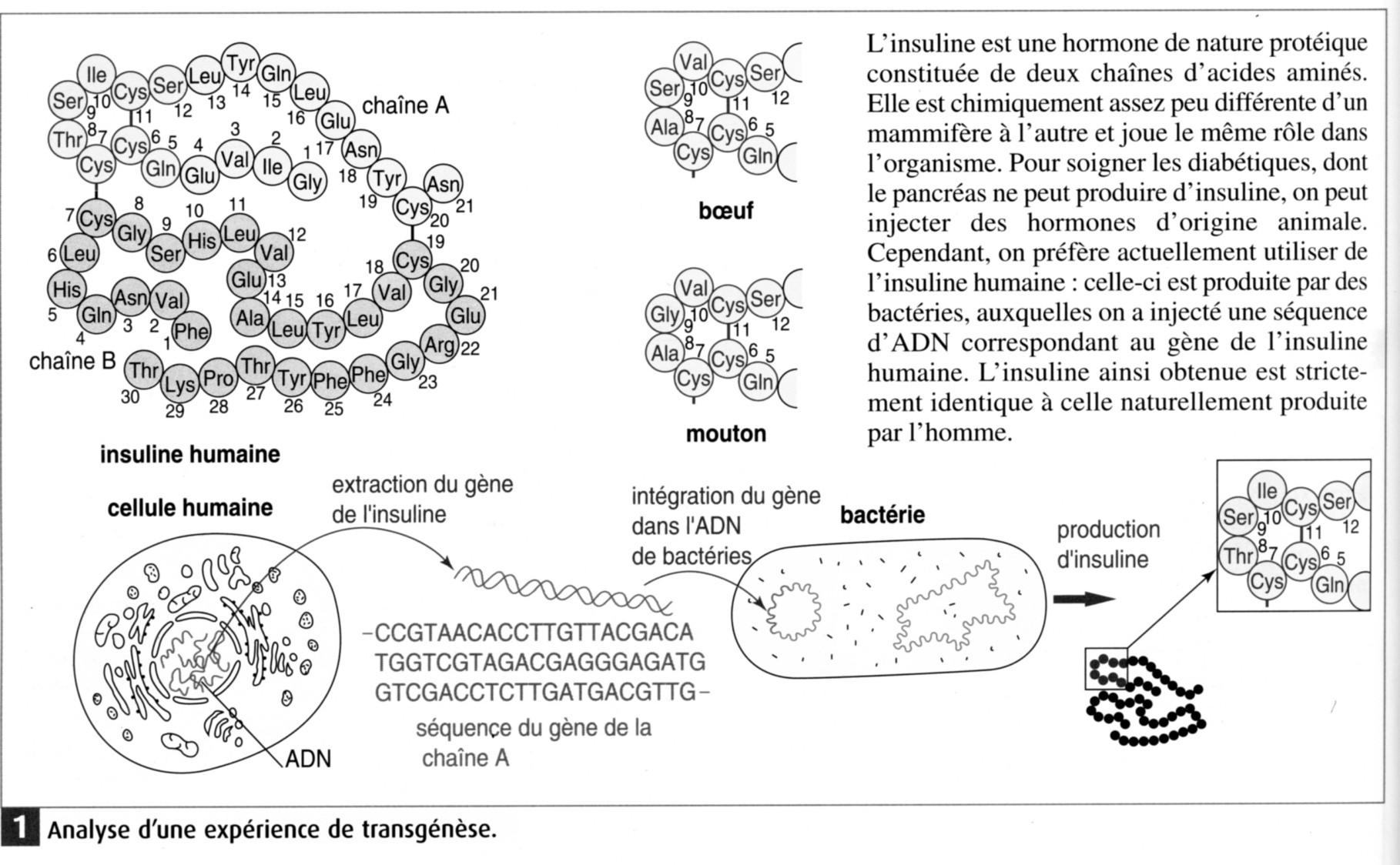 Des cellules spécialisées - Site de svt-cellule