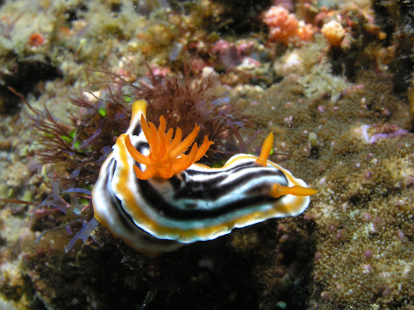 Platydorididae - De website van anjablonk!