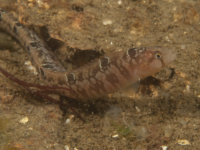 Tarbot - De website van anjablonk!