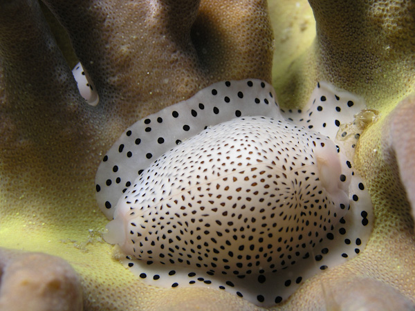 Cassidae - De website van anjablonk!