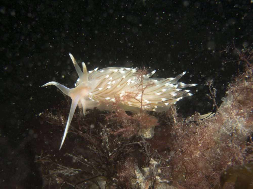 Harlekijnslak - De website van anjablonk!