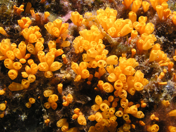 Zakpijpen - De website van anjablonk!