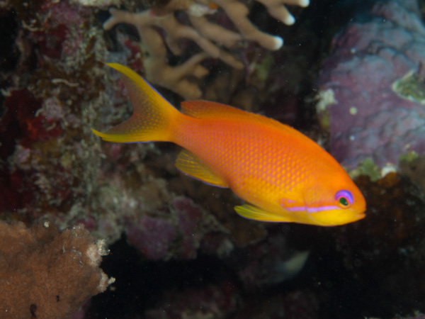 Steenvissen - De website van anjablonk!