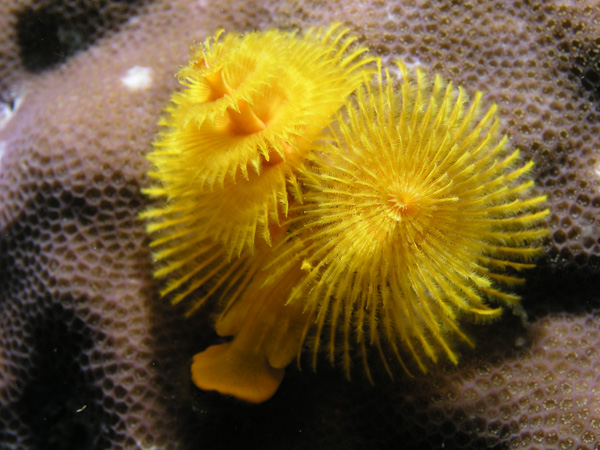 Kokerwormen - De website van anjablonk!