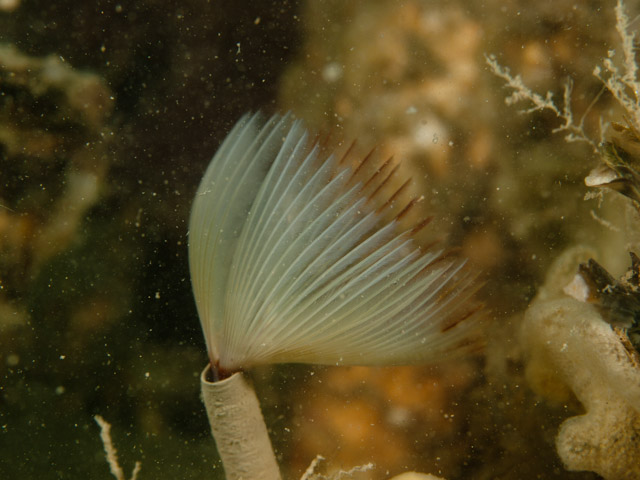 Wormen - De website van anjablonk!