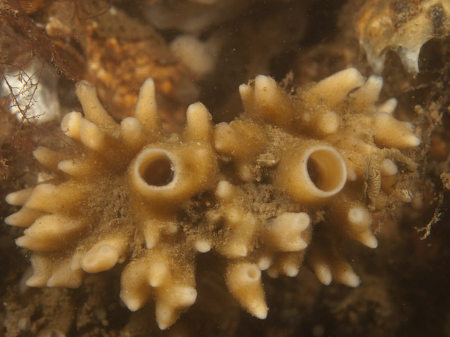 Paars buisjesspons - De website van anjablonk!