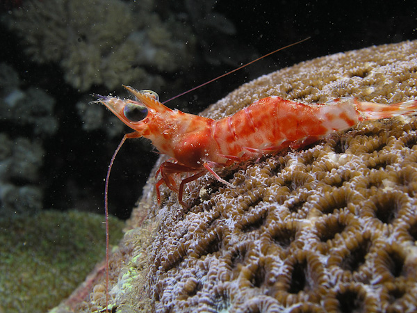 Zeepokken - De website van anjablonk!