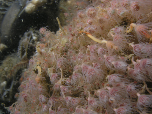 Penneschaft - De website van anjablonk!