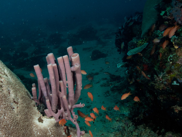 Sponzen - De website van anjablonk!