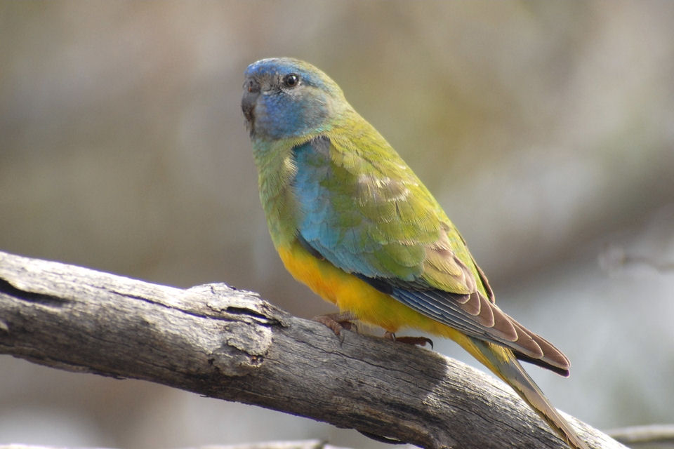 Parrocchetto splendido (Neophema Splendida) - bourke05s JimdoPage!