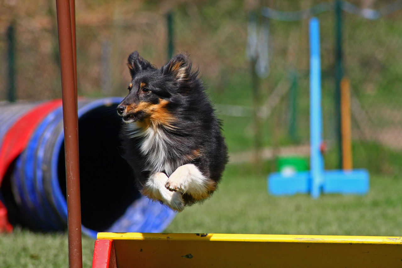 Agility-Ergebnisse - Sheltie Lilly