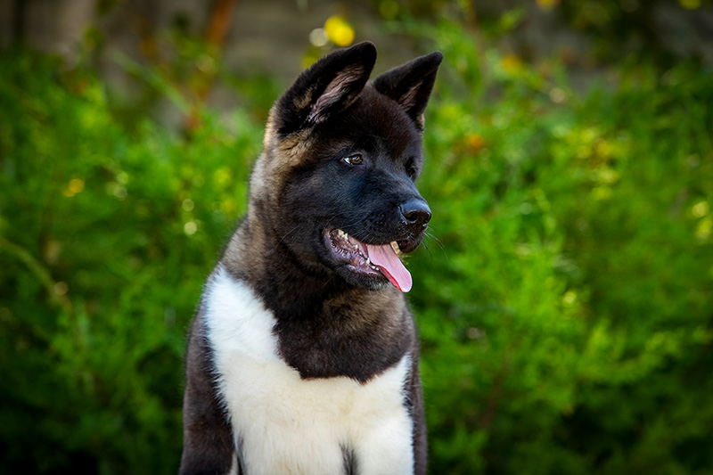 NEW LITTER, SWEET PUPPIES! - American akita ALL FOR ALMIGHTY kennel ...