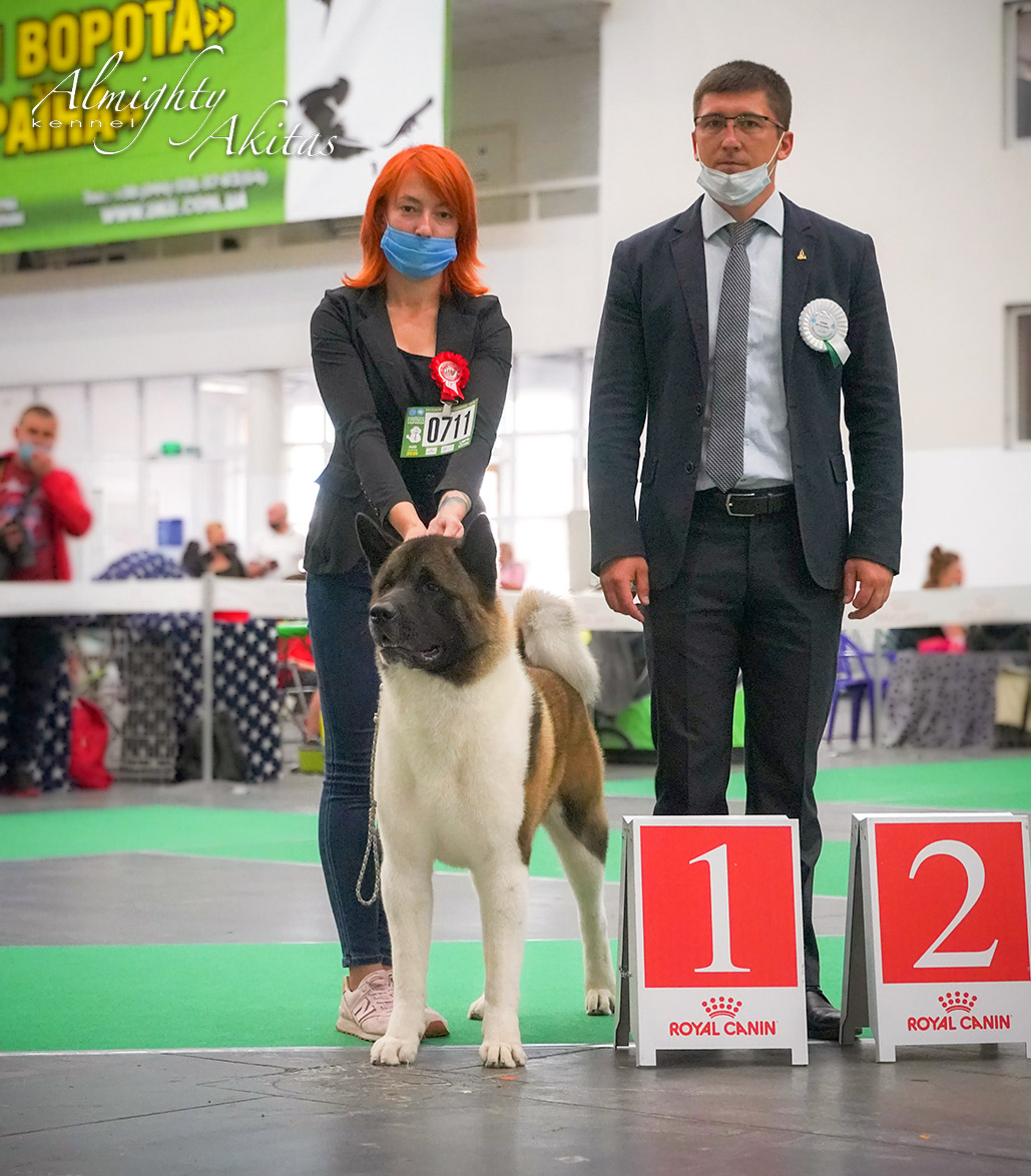 AMERICAN AKITA ::: SIMMET ::: АМЕРИКАНСКАЯ АКИТА ::: - American akita ...