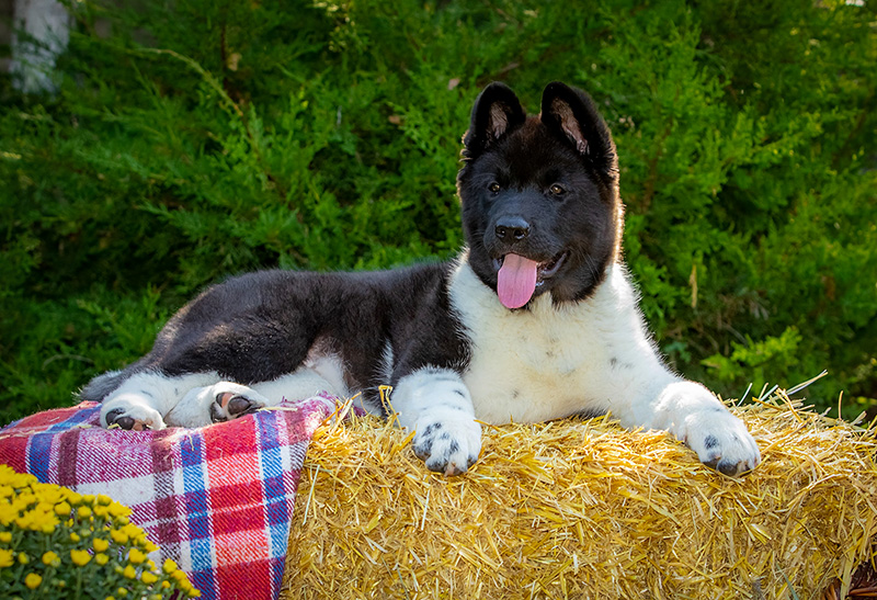 NEW LITTER, SWEET PUPPIES! - American akita ALL FOR ALMIGHTY kennel ...