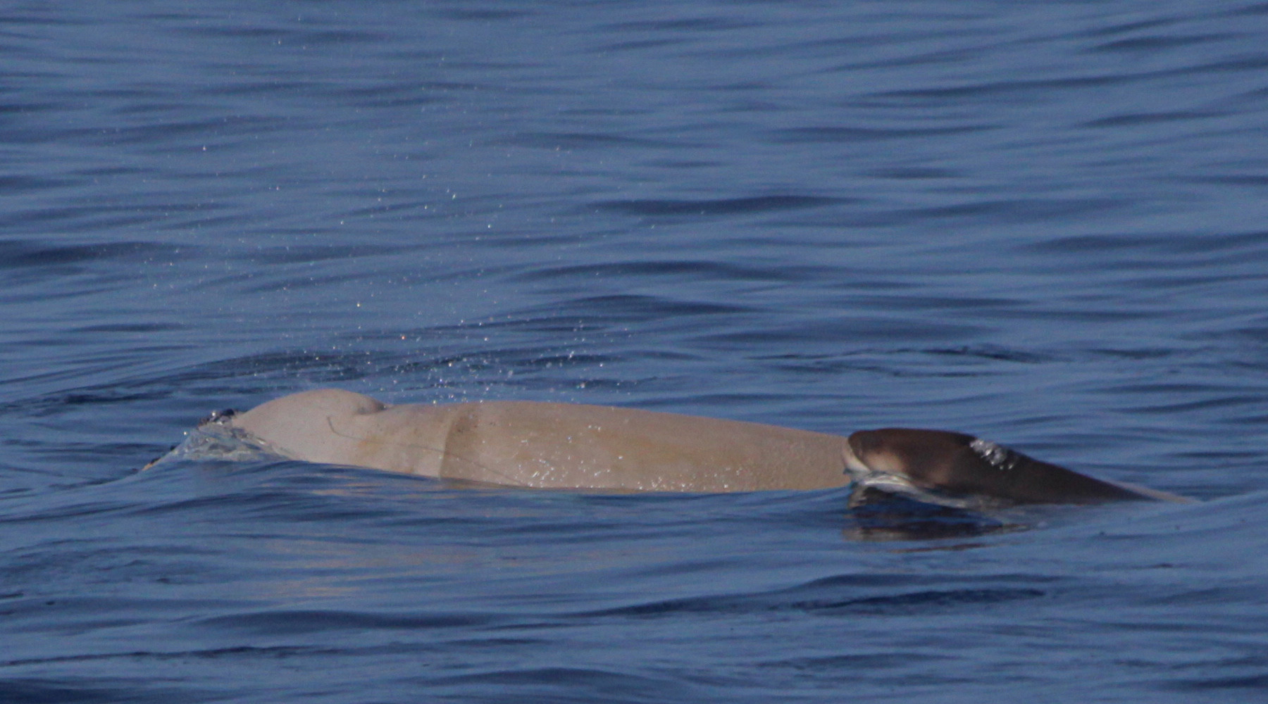 Cuvier-Schnabelwal - Gekko-Vision La Gomera Bilderwerkstatt