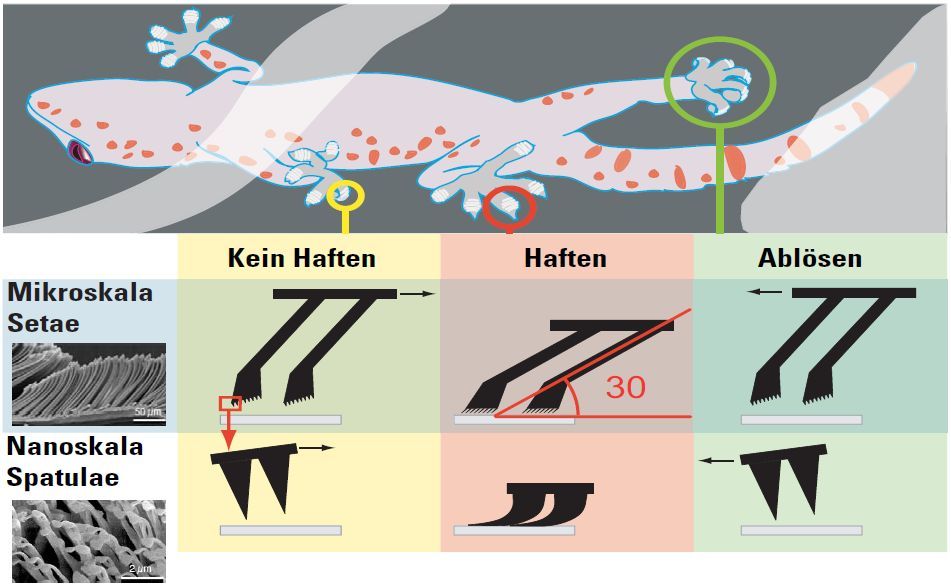 Haftapparat der Geckos - Gekko-Vision La Gomera Bilderwerkstatt