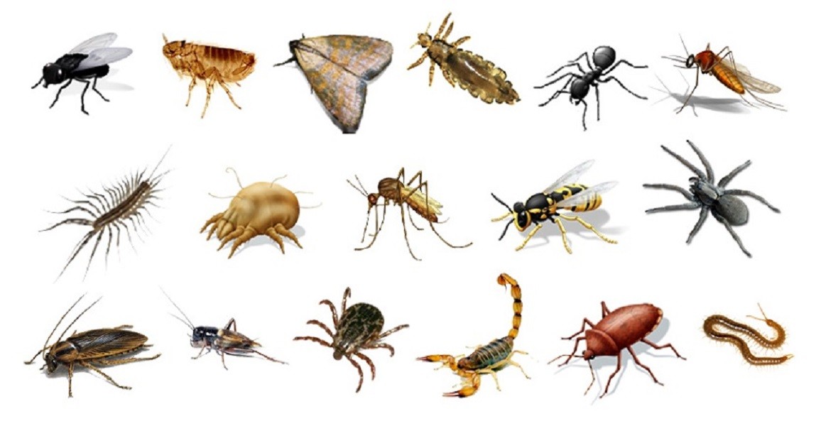 ¿Cuantos insectos hay en el mundo? - Urban Pestis, SL