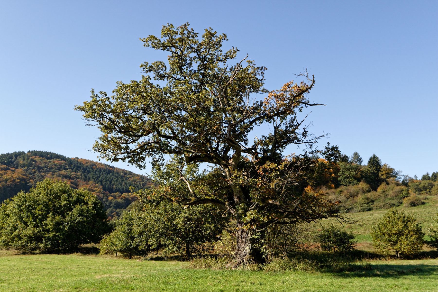 Eiche auf der Wiese bei Mettlach - Monumentale Eichen von Rainer Lippert