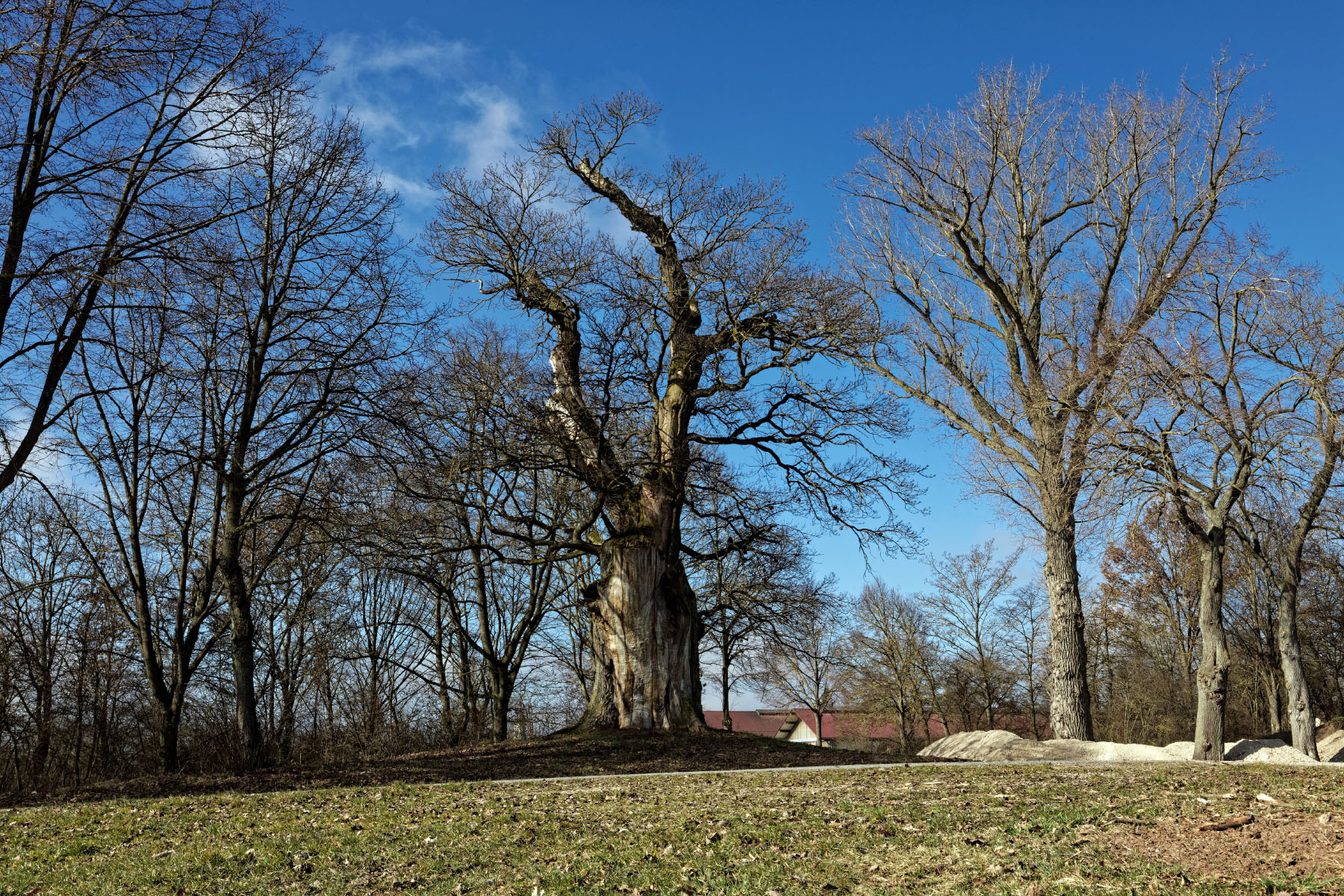 Napoleoneiche bei Triesdorf - Monumentale Eichen von Rainer Lippert