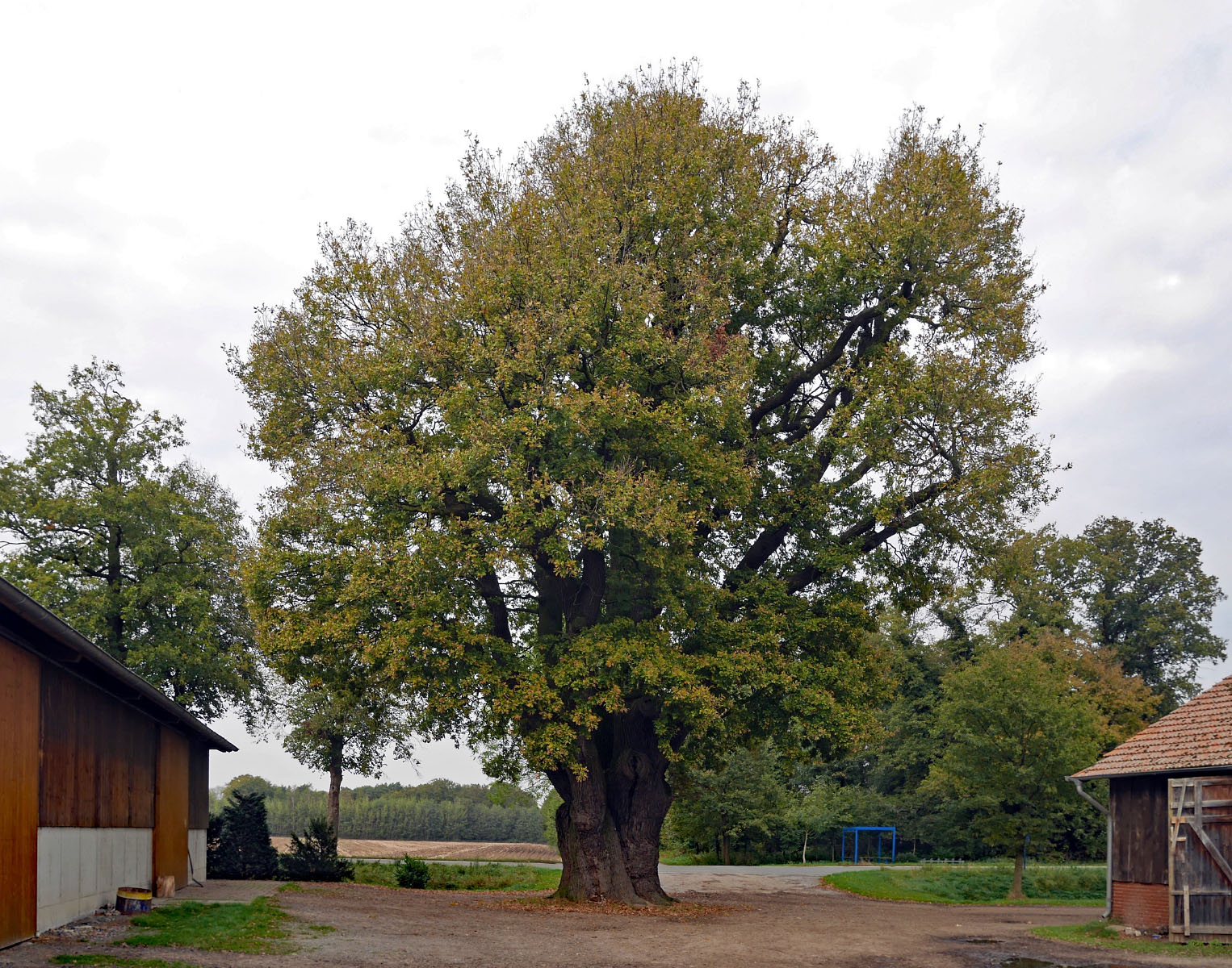 Brockmöllers Eiche bei Hopsten - Monumentale Eichen von Rainer Lippert