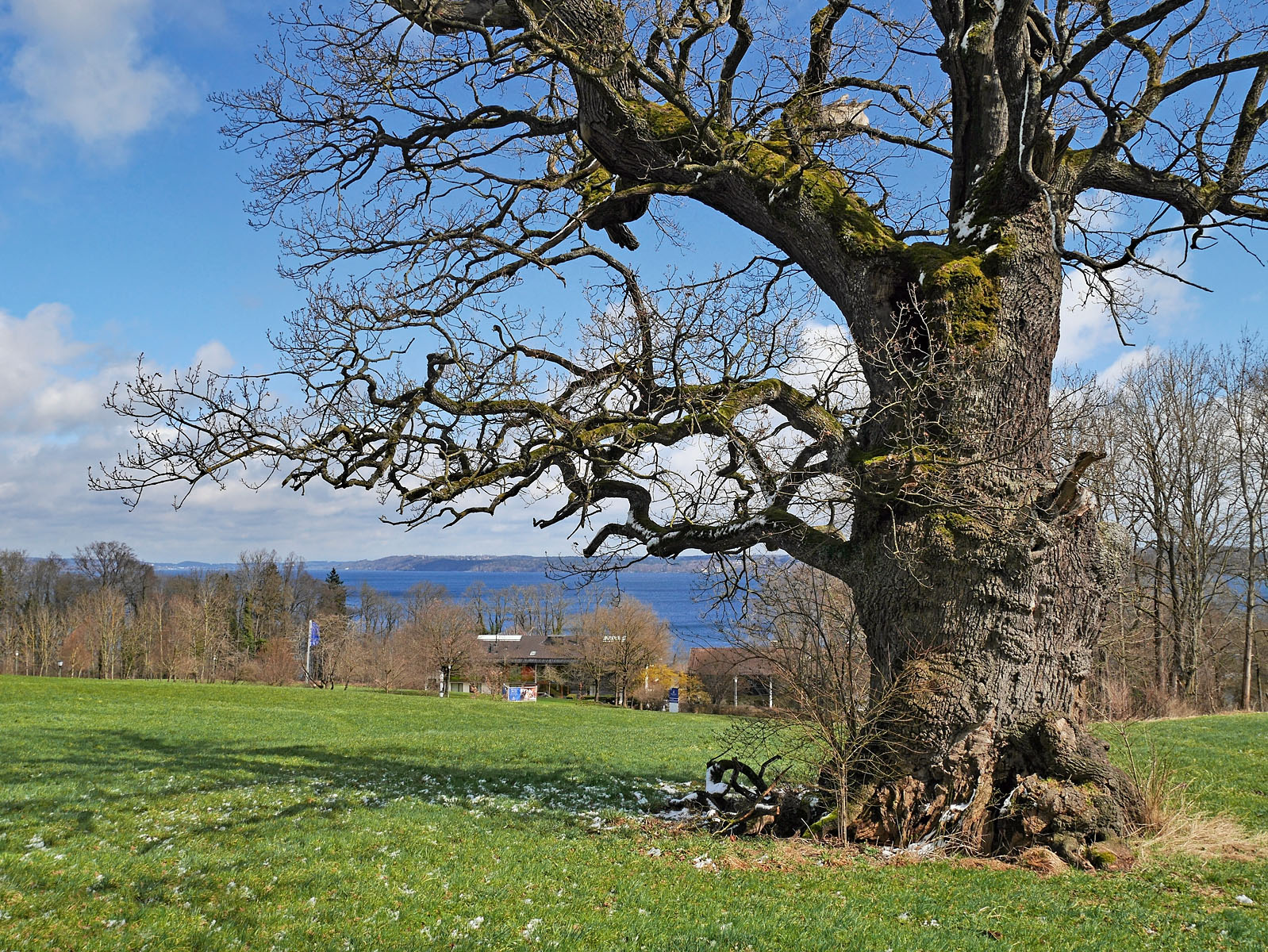 Monumentale Eichen in Bayern - Eine Auflistung der Monumentalsten ...
