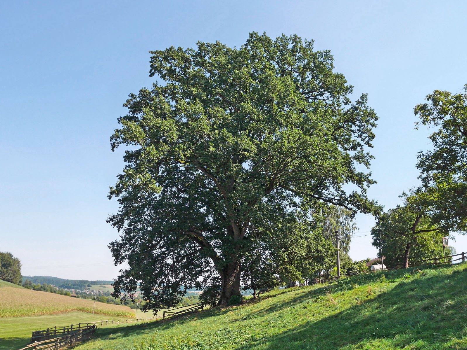Eiche bei Ilmberg - Monumentale Eichen von Rainer Lippert