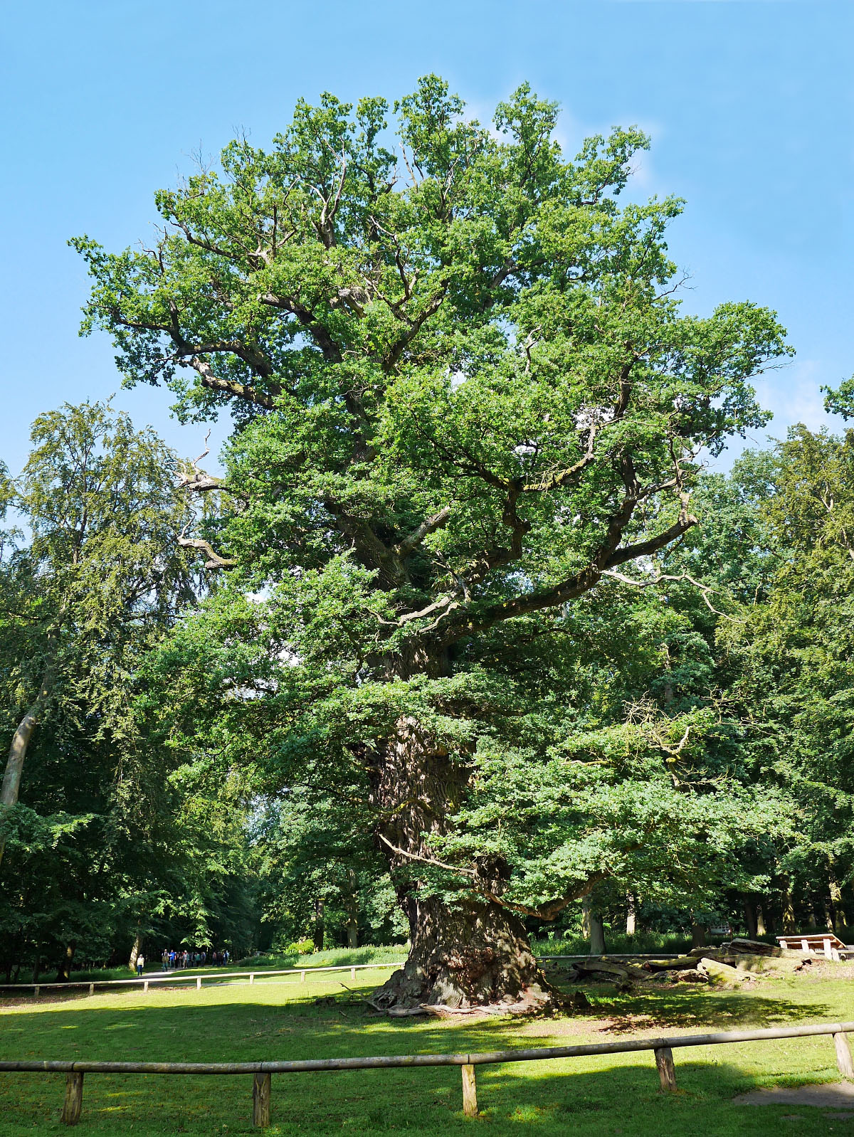 Ivenacker Eichen im Tiergarten Ivenack bei Ivenack - Monumentale Eichen ...