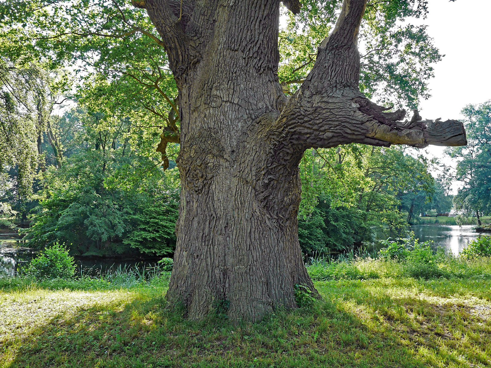 Monumentale Eichen in Mecklenburg-Vorpommern - Monumentale Eichen von ...