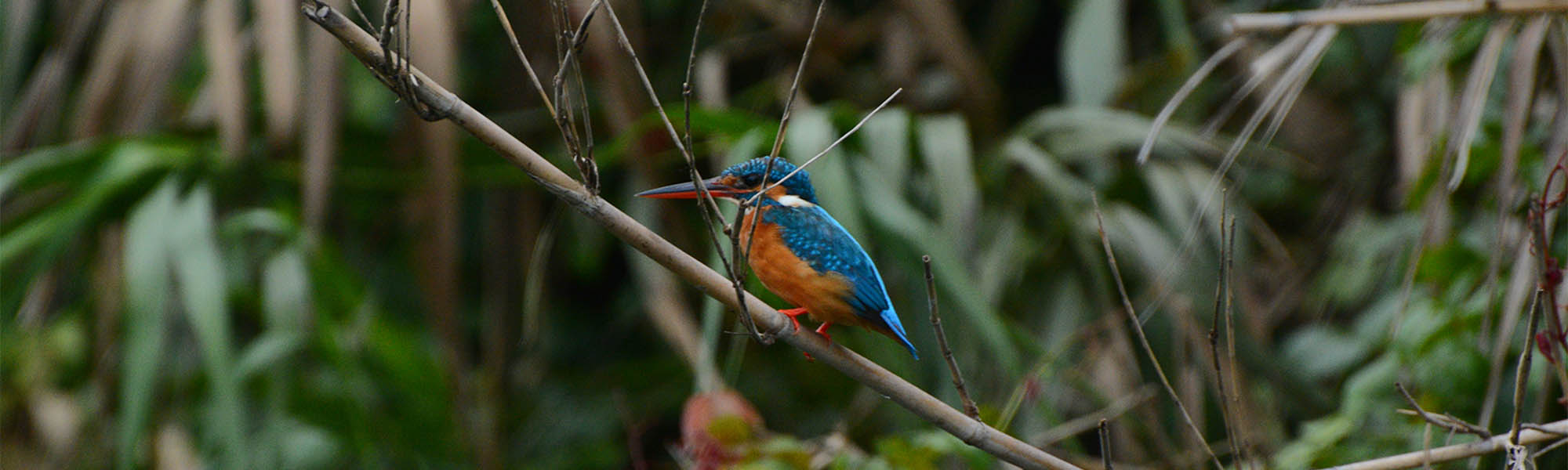 Walawa Jungle River Safari - walawajungleriversafari
