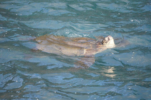 Blind Turtle and Precious Life - Koloa Jodo Mission- Buddhist Temple