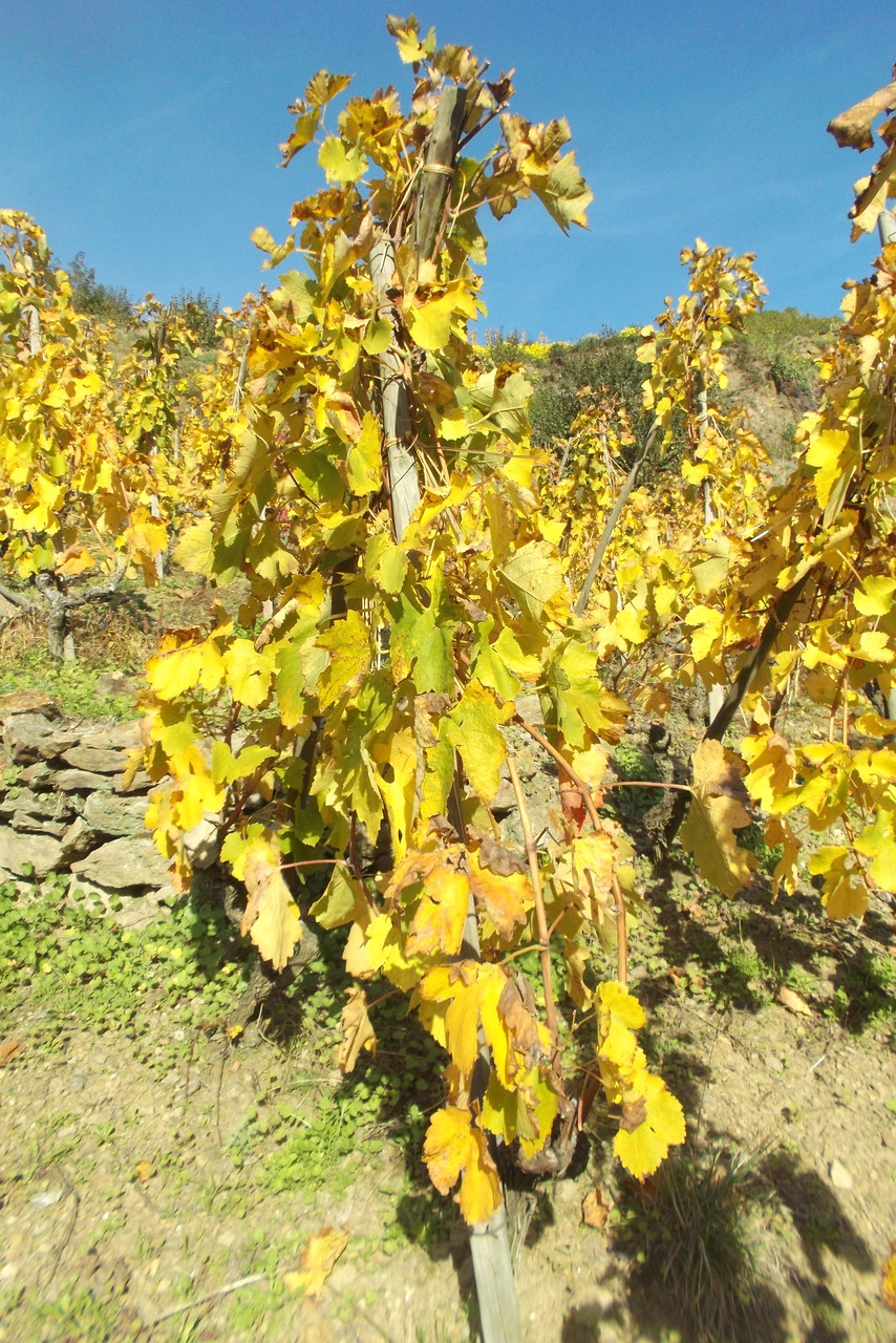Galerie Photos - Domaine Billon Christophe Côte-Rôtie Condrieu
