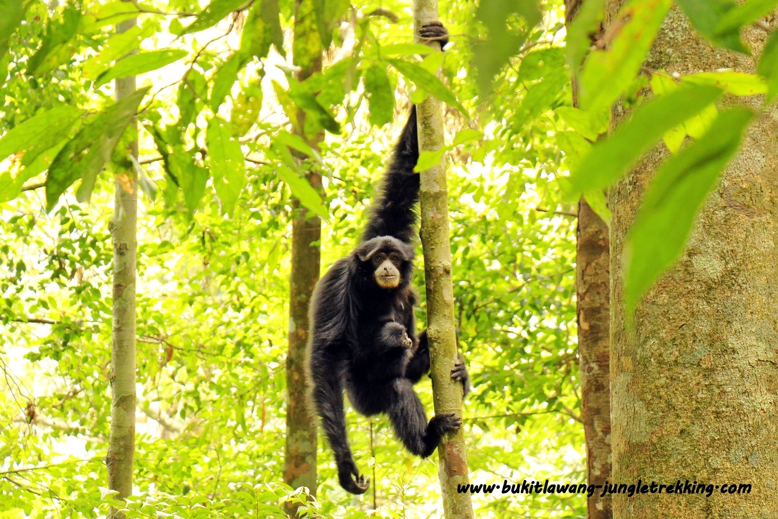 TOUR 6 - Landak River Trekking Package - Jungle Trekking Tours in Bukit ...