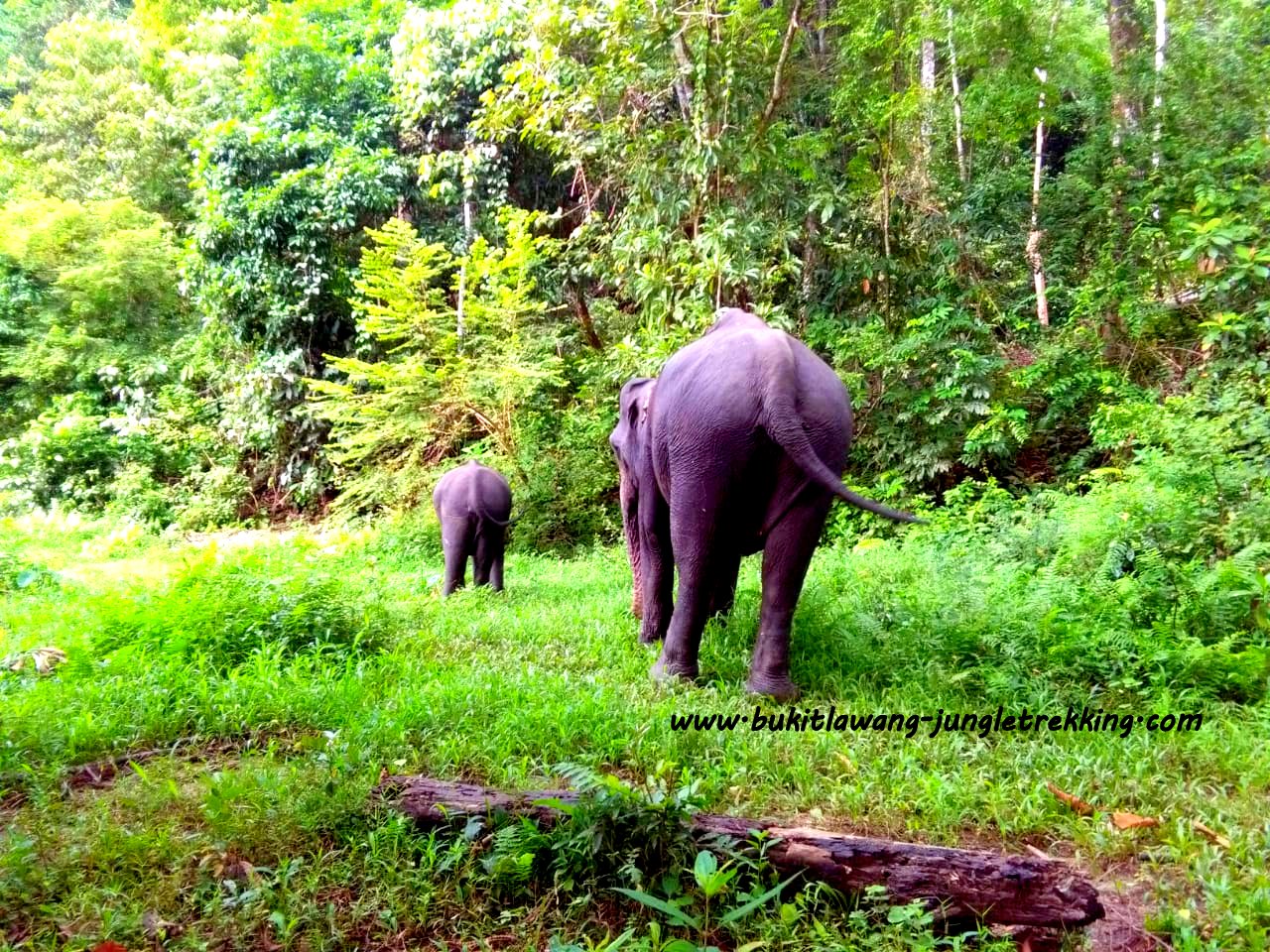 Elephant Camp/Tangkahan - Jungle Trekking Tours in Bukit Lawang,Sumatra!