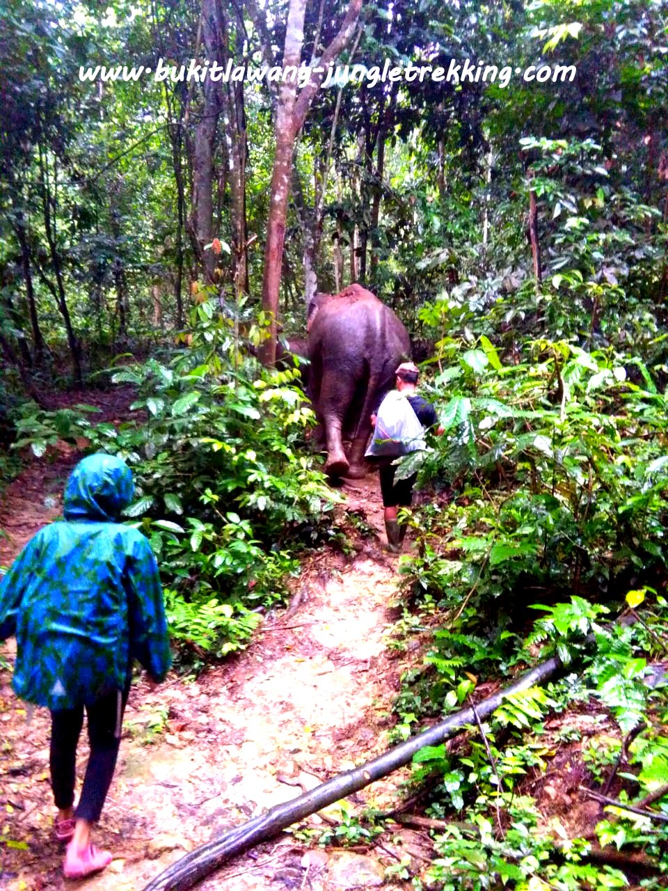 Elephant Camp/Tangkahan - Jungle Trekking Tours in Bukit Lawang,Sumatra!
