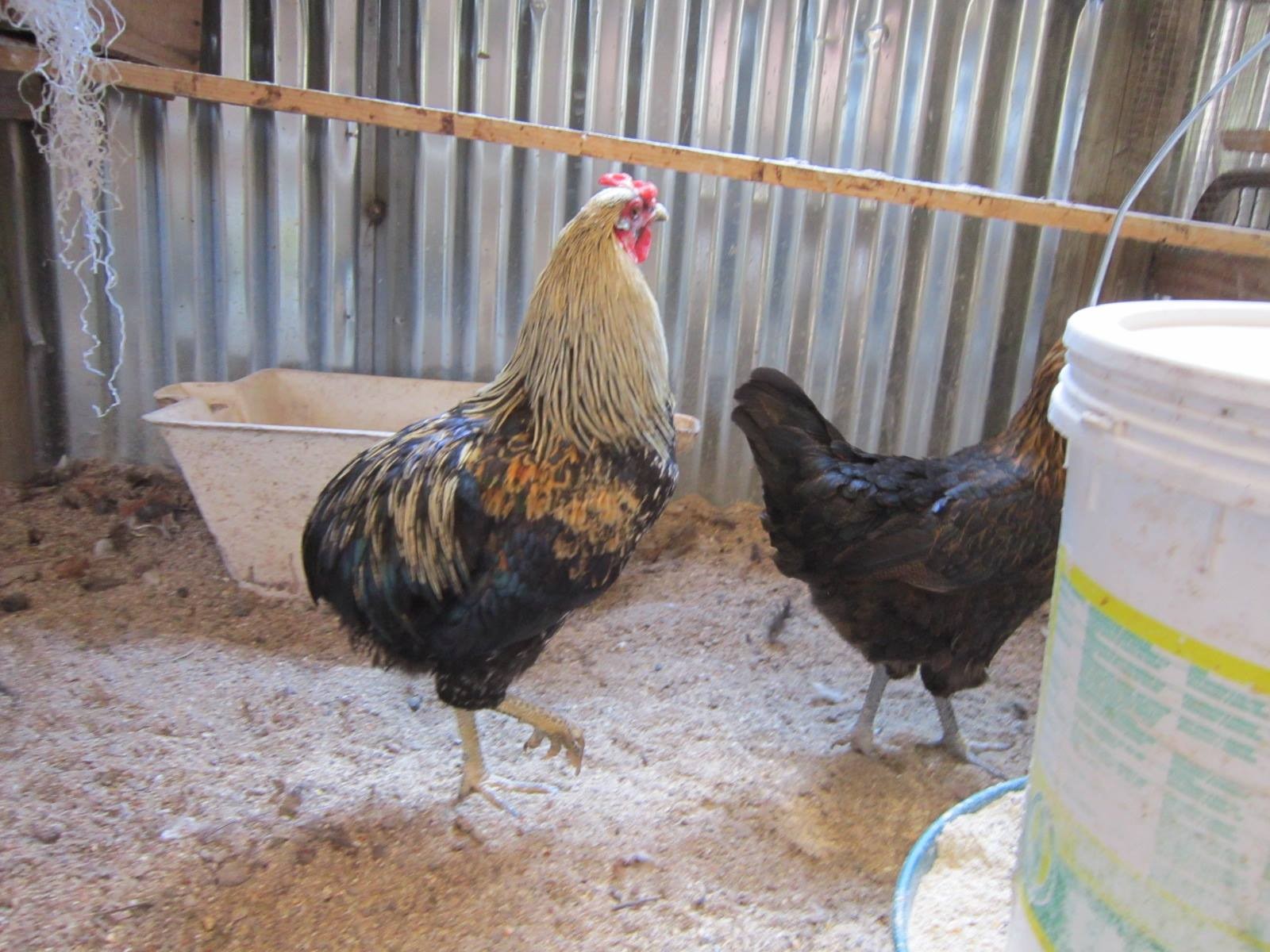 Sub Razas de la gallina Mapuche. - Gallinas Mapuches