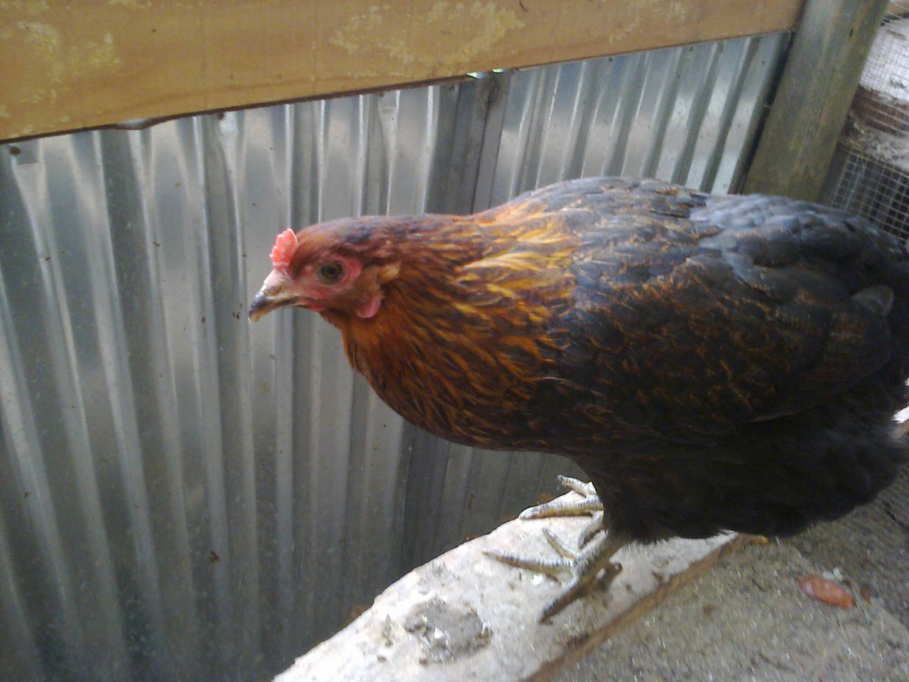 Caracteristicas Estandar - Gallinas Mapuches