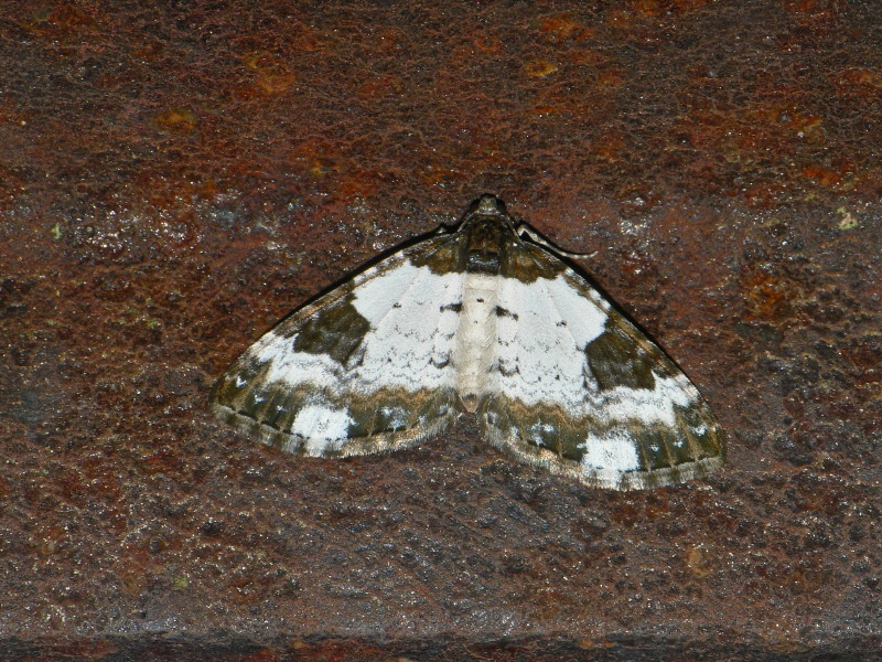 Melanthia procellata - natur-schmetterlinge - in der Natur fotografiert