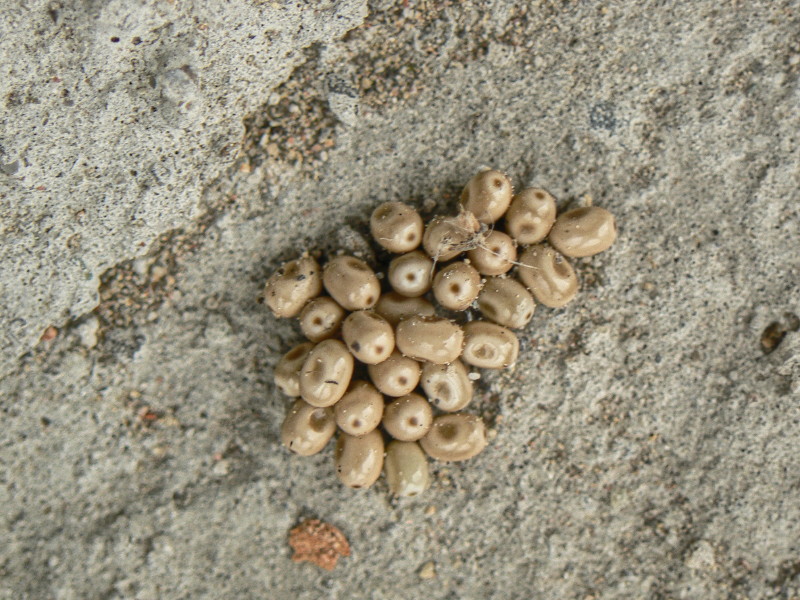Eier: Aussehen und Ablagen - natur-schmetterlinge - in der Natur ...