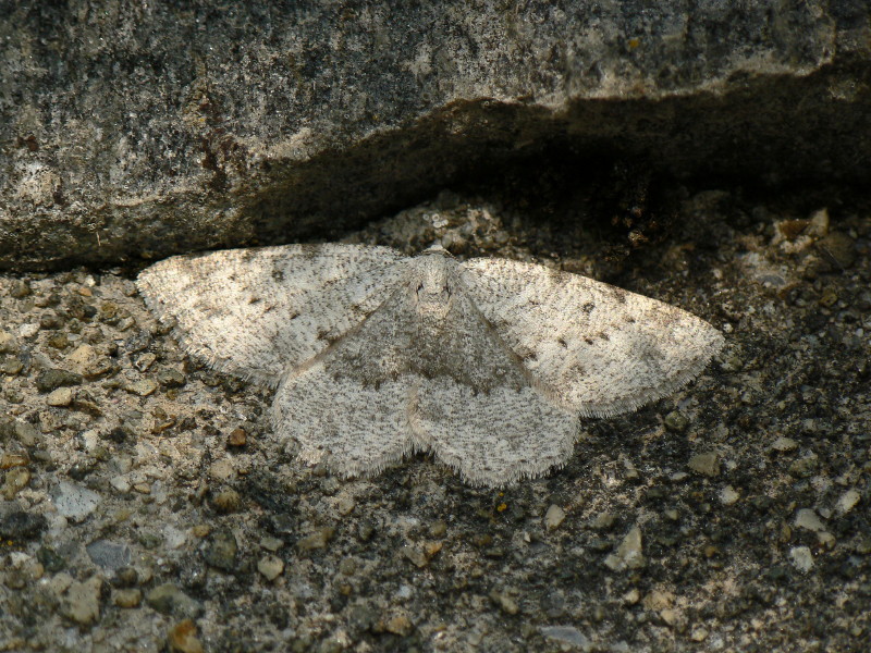 Ennominae - natur-schmetterlinge - in der Natur fotografiert