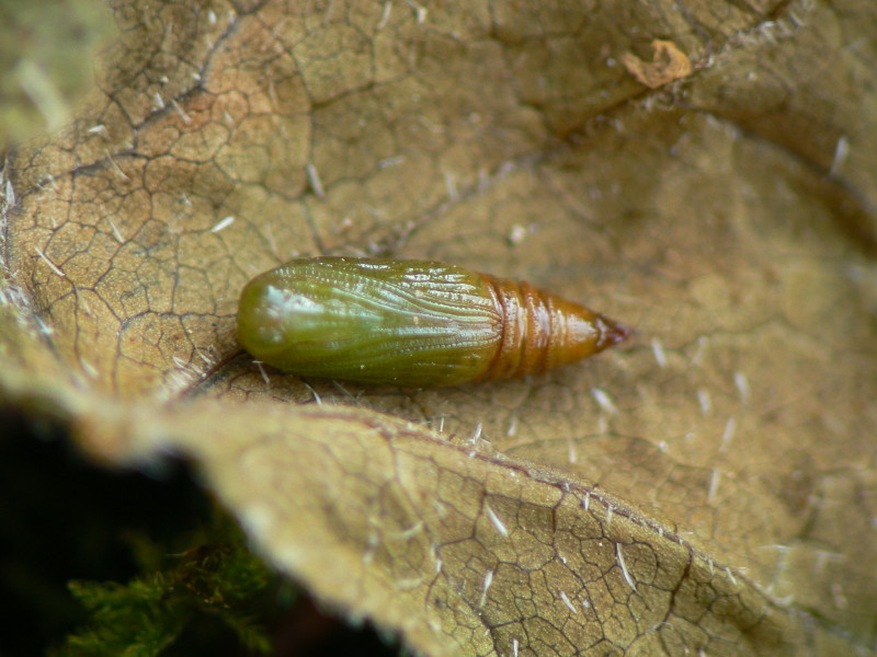 Eupithecia tripunctaria - natur-schmetterlinge - in der Natur fotografiert