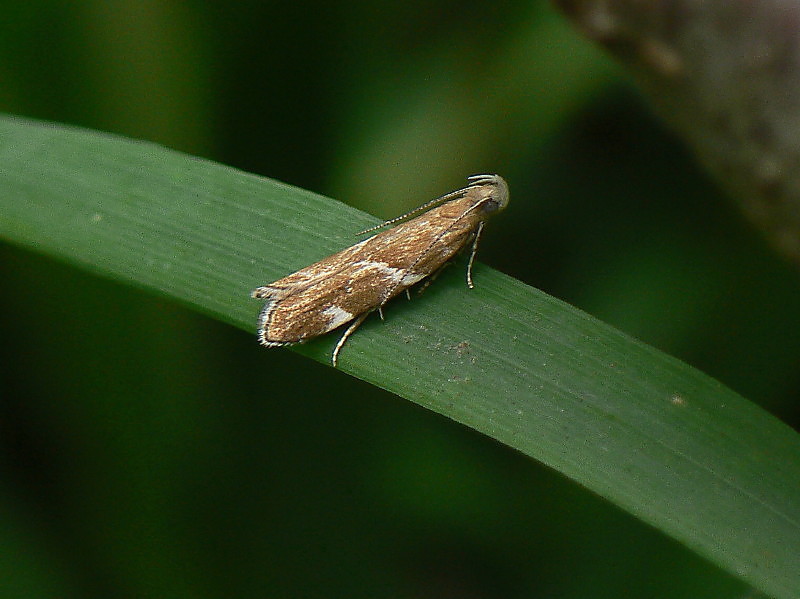 Orophia sordidella - natur-schmetterlinge - in der Natur fotografiert