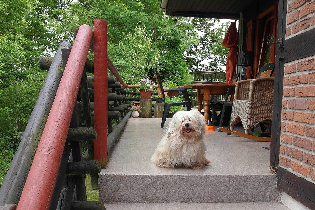 Hiro im Urlaub/Hiro on holiday - hiromeinhavis Webseite!