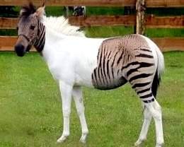 ¿Qué es el burro? Orígenes, razas, híbridos... - Página web de burrolandia