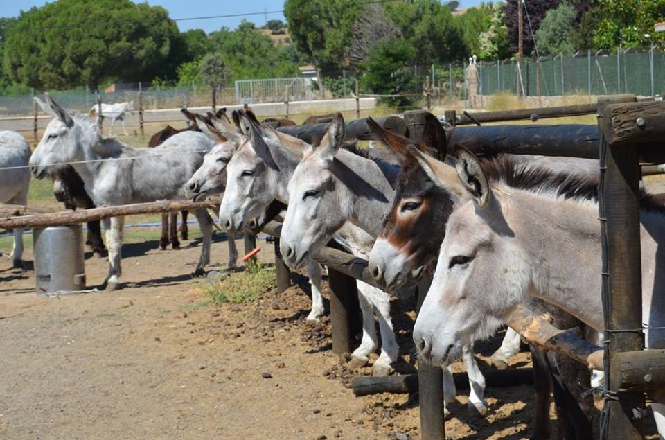 ¿Qué es el burro? Orígenes, razas, híbridos... - Página web de burrolandia