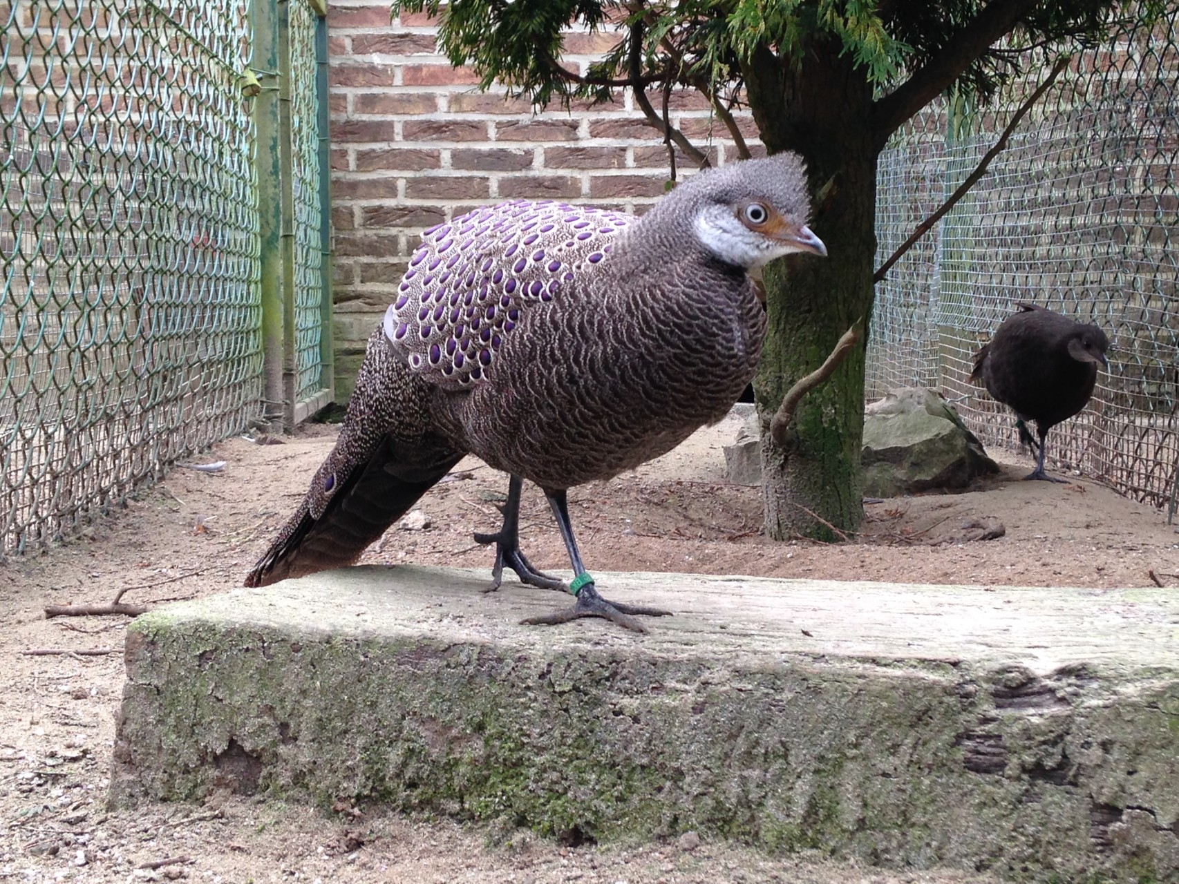 Chinquis - Tragopanerie marcorina!