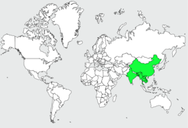 Chinquis - Tragopanerie marcorina!