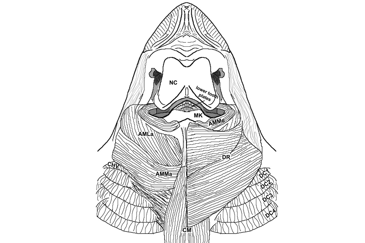 Macroevolution & Evolutionary Morphology - mattkolmann's JimdoPage!